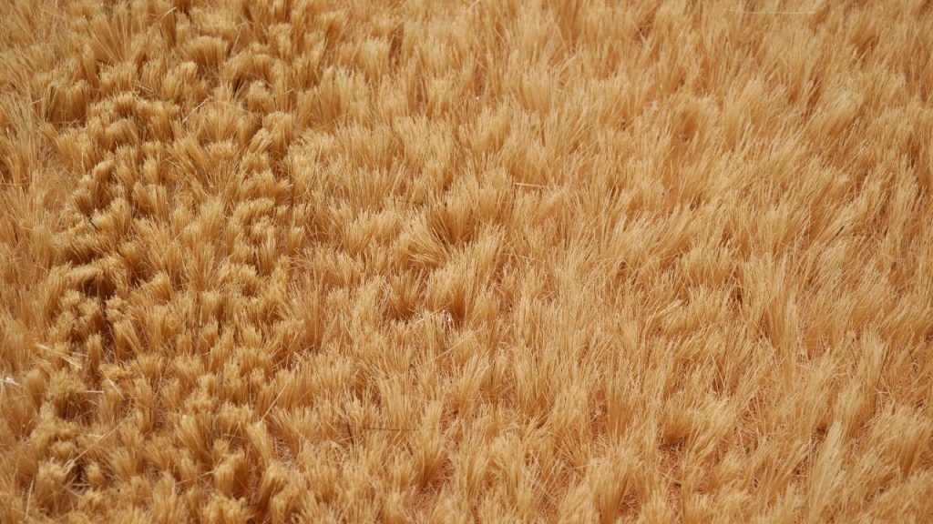 7 Carpet Fiber Types You Should Consider for Your Place